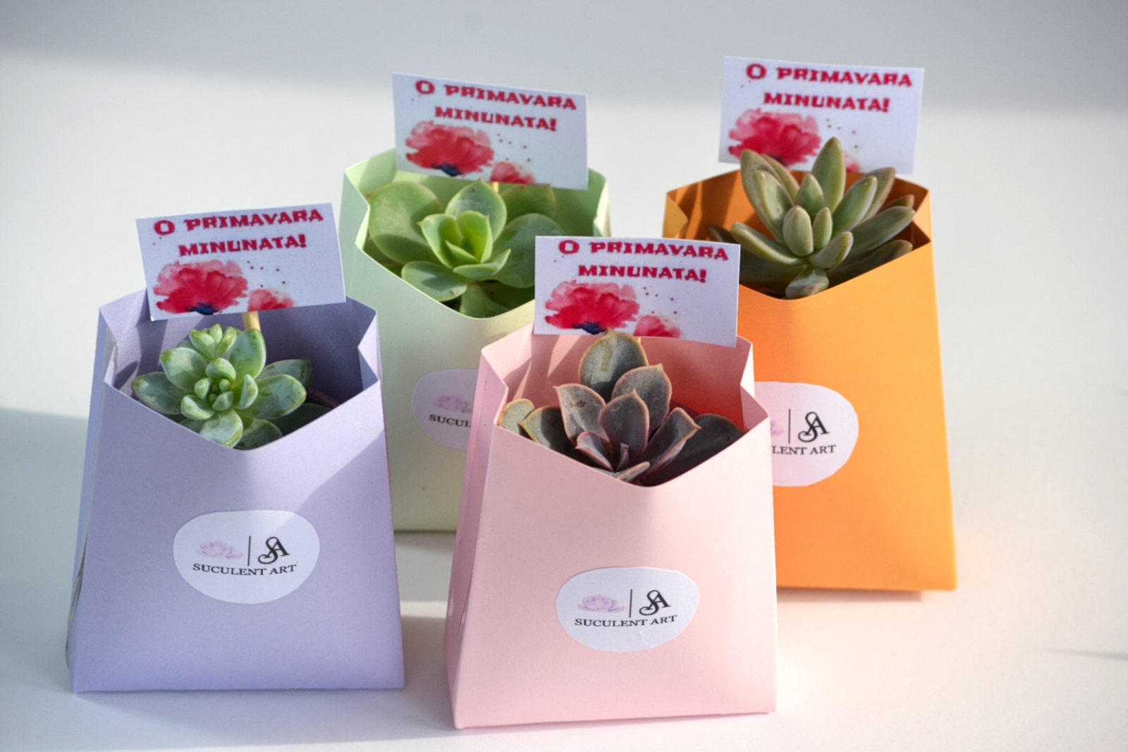 Martisor tip mini-ghiveci, cu plante suculente naturale