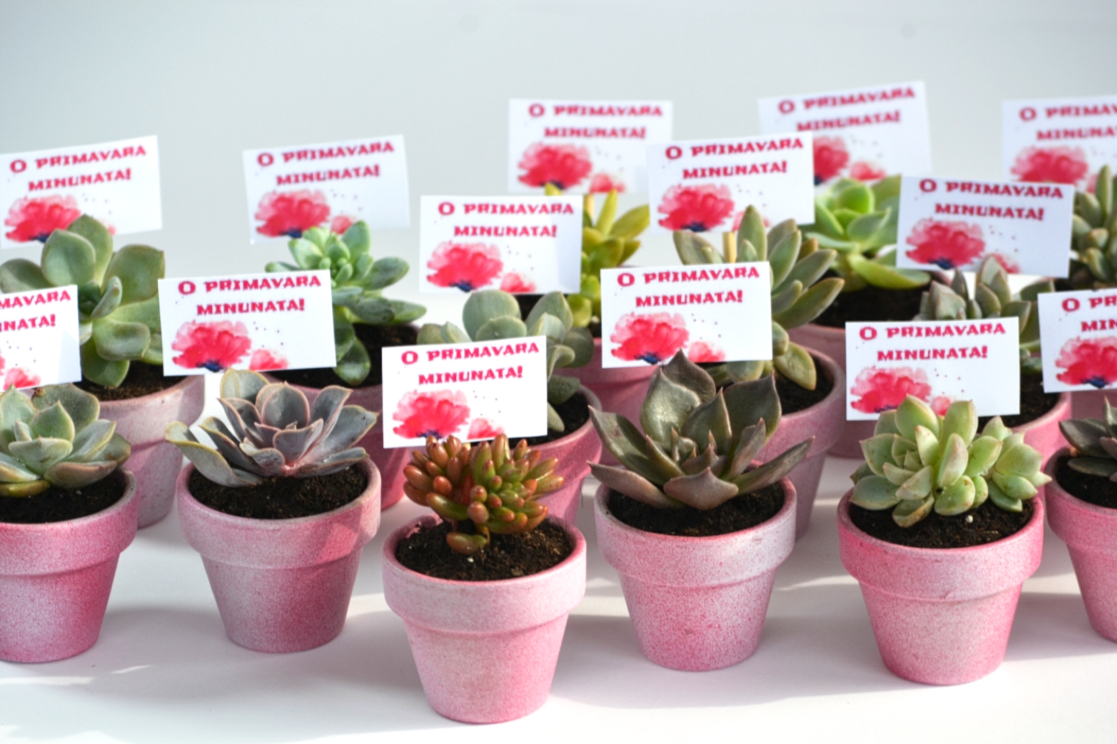 Martisor tip mini-ghiveci, cu plante suculente naturale