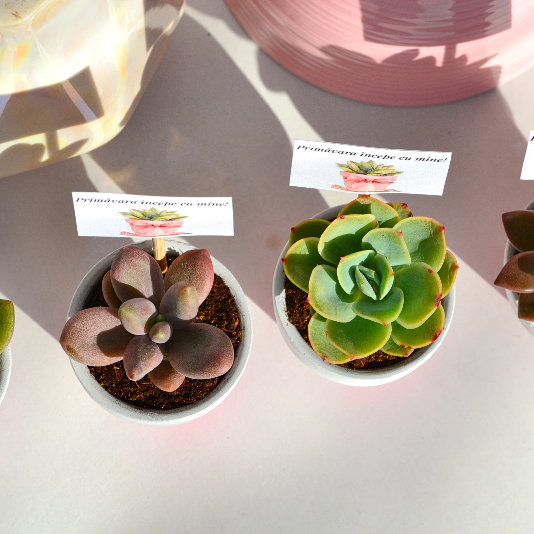 Martisor suculent natural, tip mini-ghiveci