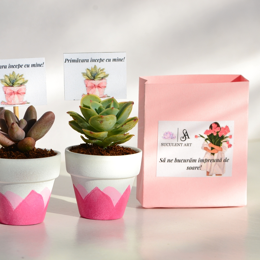 Martisor suculent natural, tip mini-ghiveci