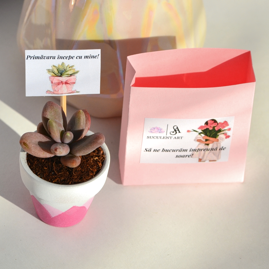 Martisor suculent natural, tip mini-ghiveci