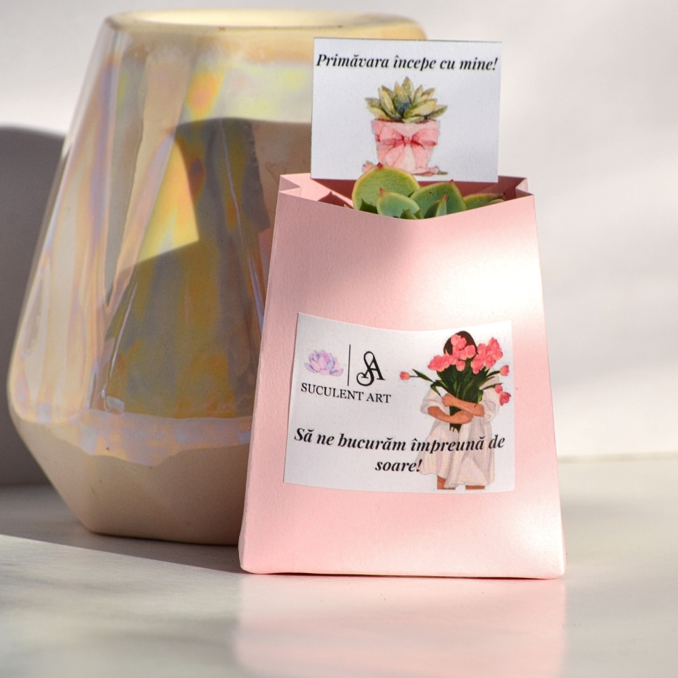 Martisor suculent natural, tip mini-ghiveci