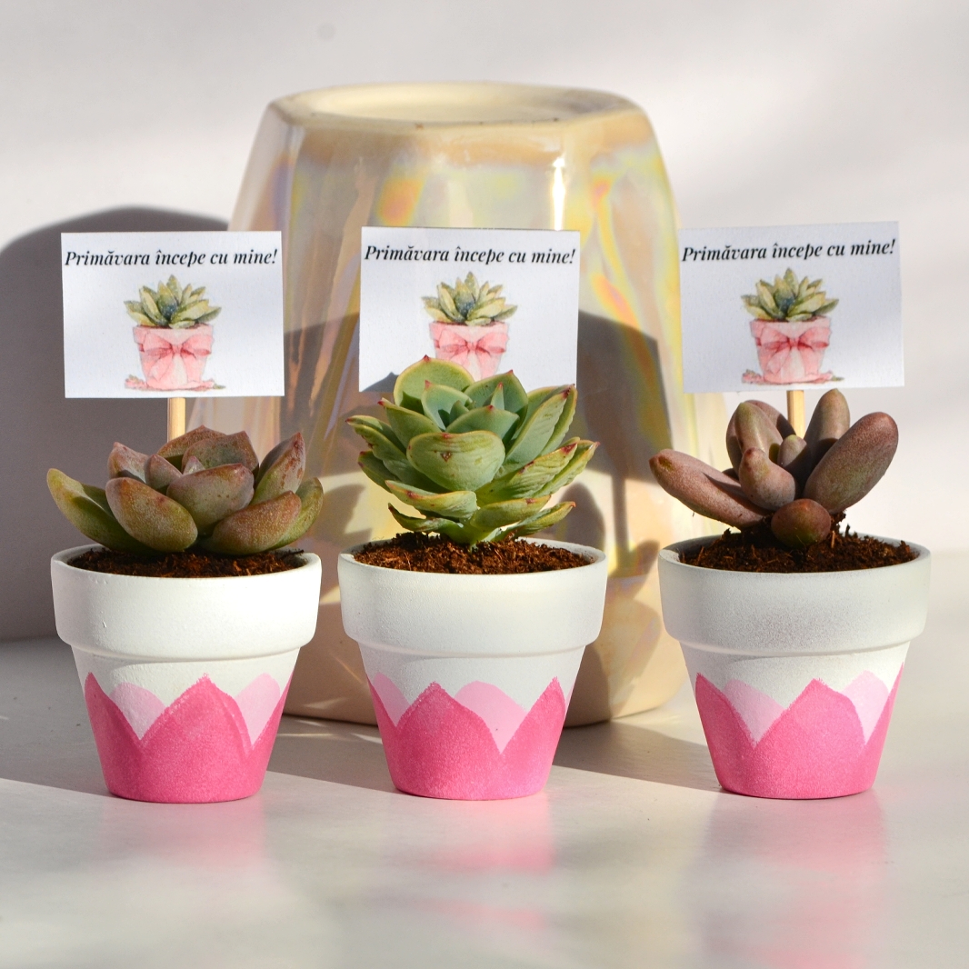 Martisor suculent natural, tip mini-ghiveci